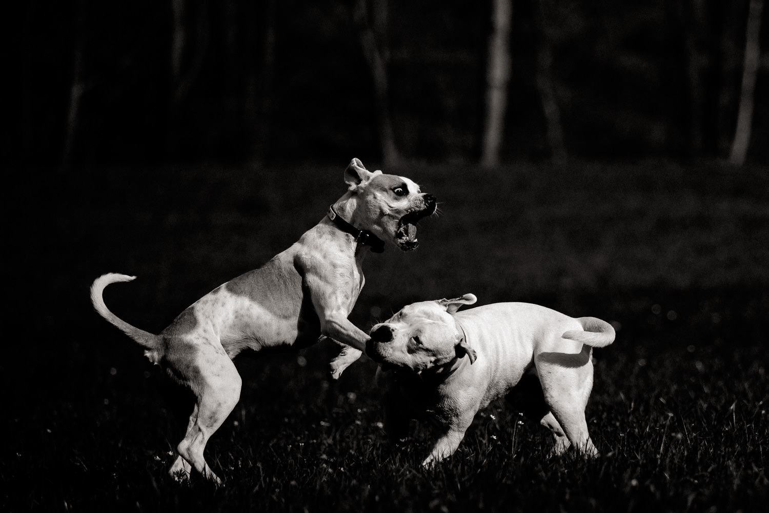 Happy Bulldogs - Maria Luise Bauer Photography